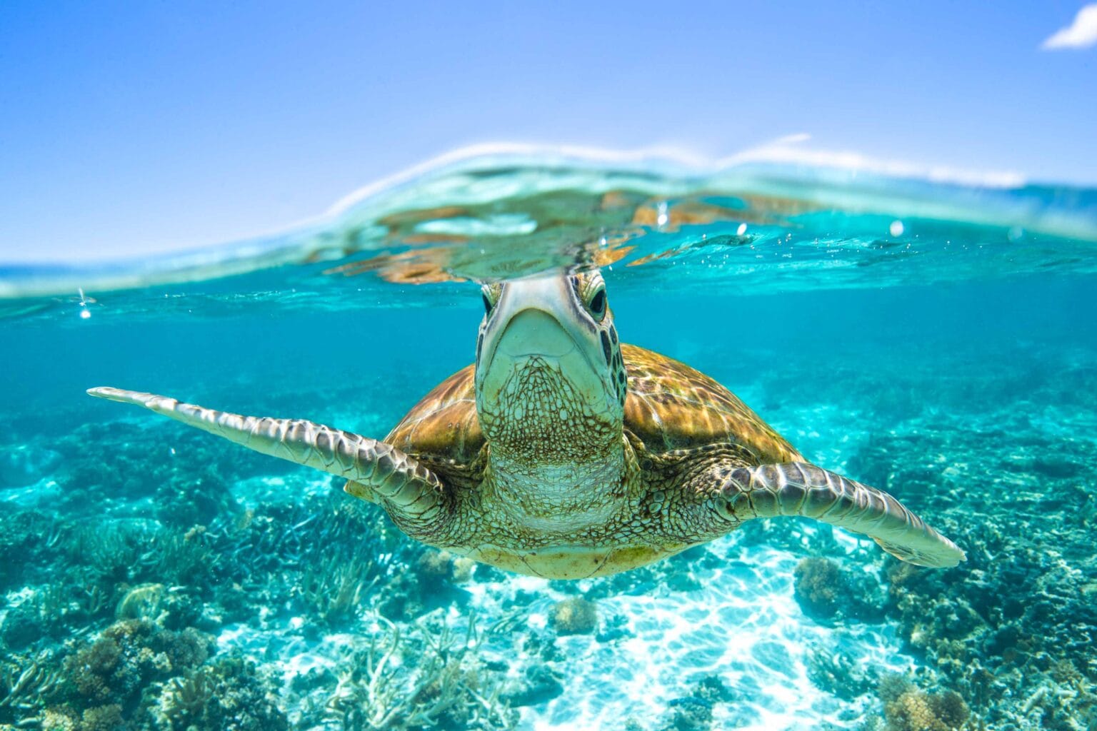 Scuba & Snorkeling FAQs | San José del Cabo - East Cape Explorers