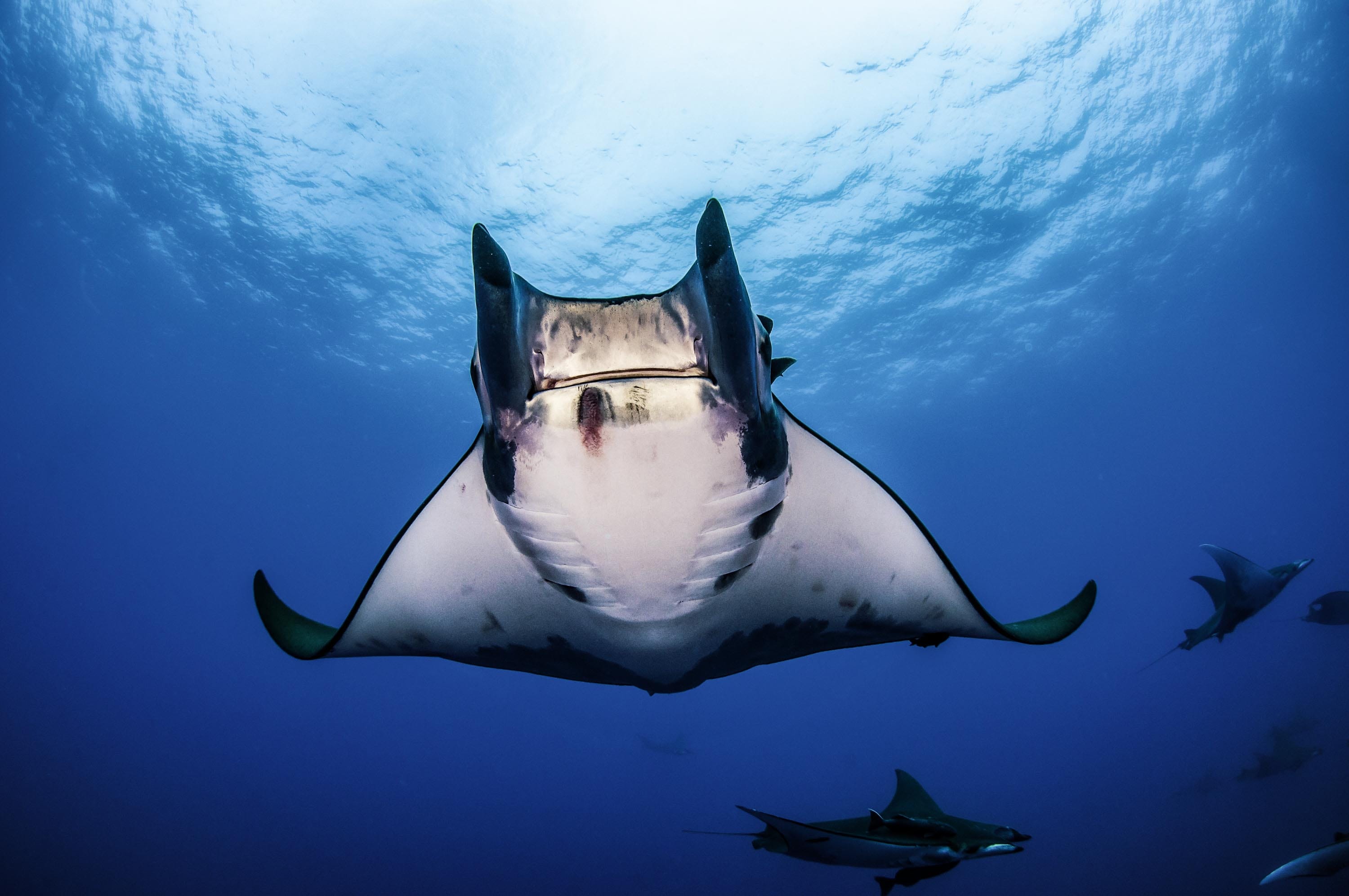 Mobula Ray Snorkeling | San José del Cabo - East Cape Explorers