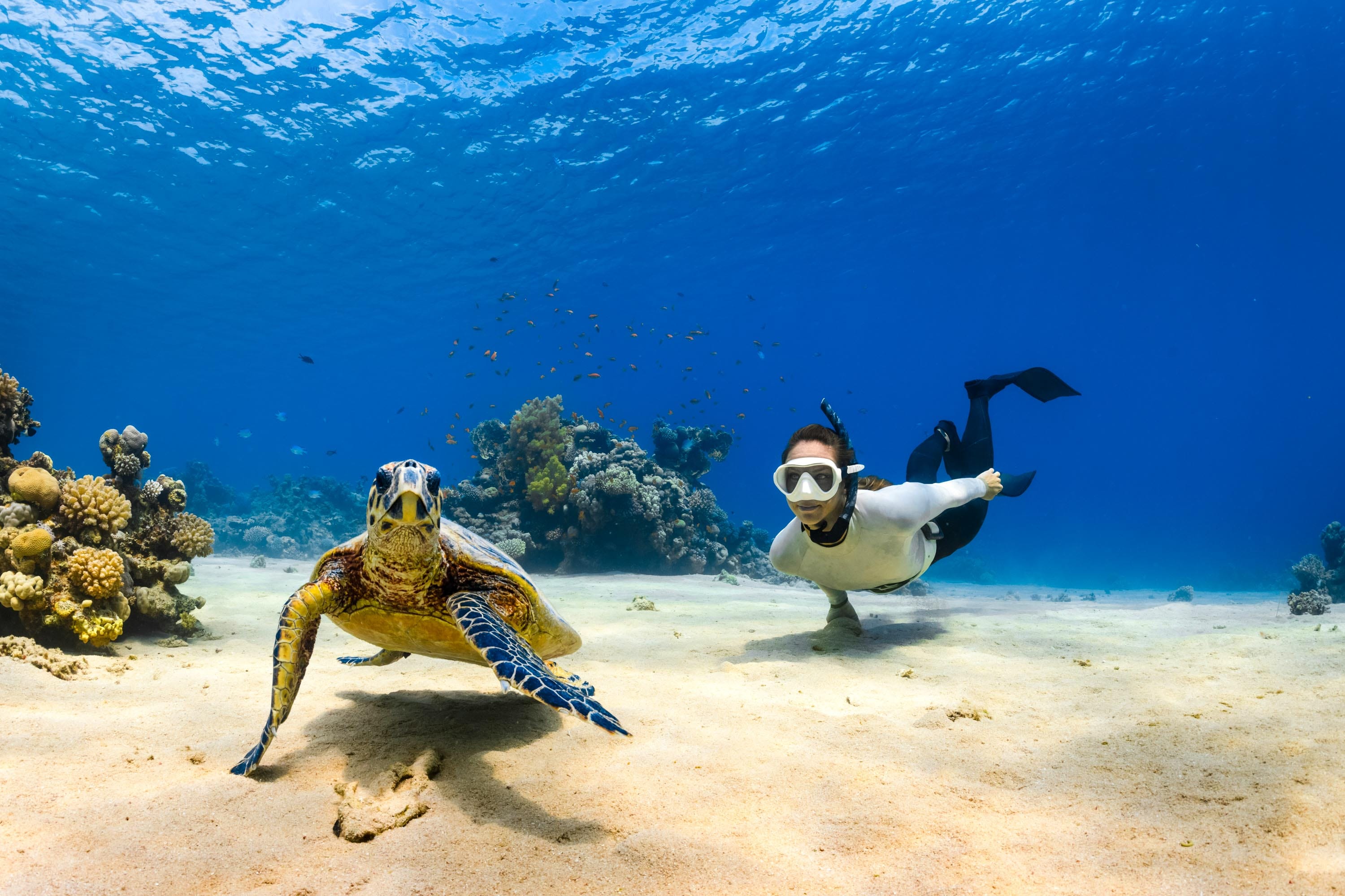 Snorkeling Cabo Pulmo | Marine Park Tour - East Cape Explorers