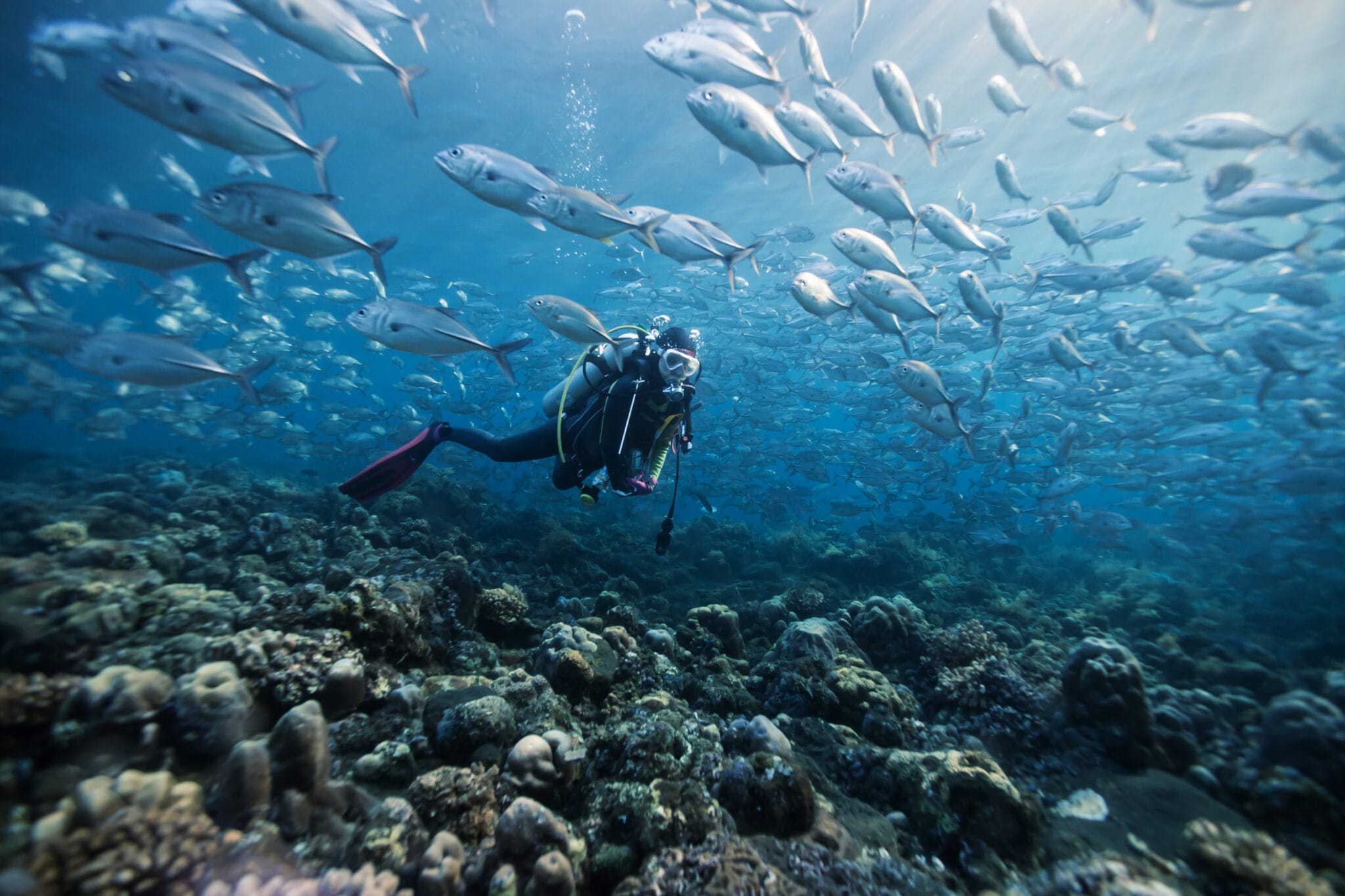 Job Hunting - East Cape Explorers